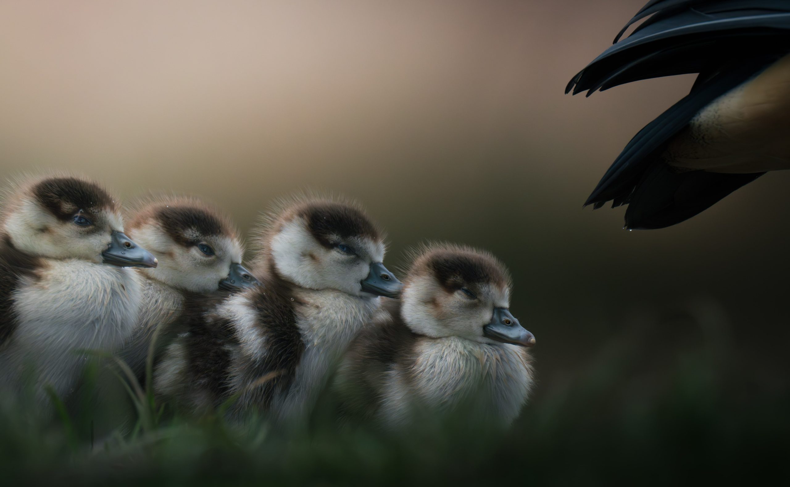 Four fluffy goslings make debut in Royal Parks’ spring photography ...