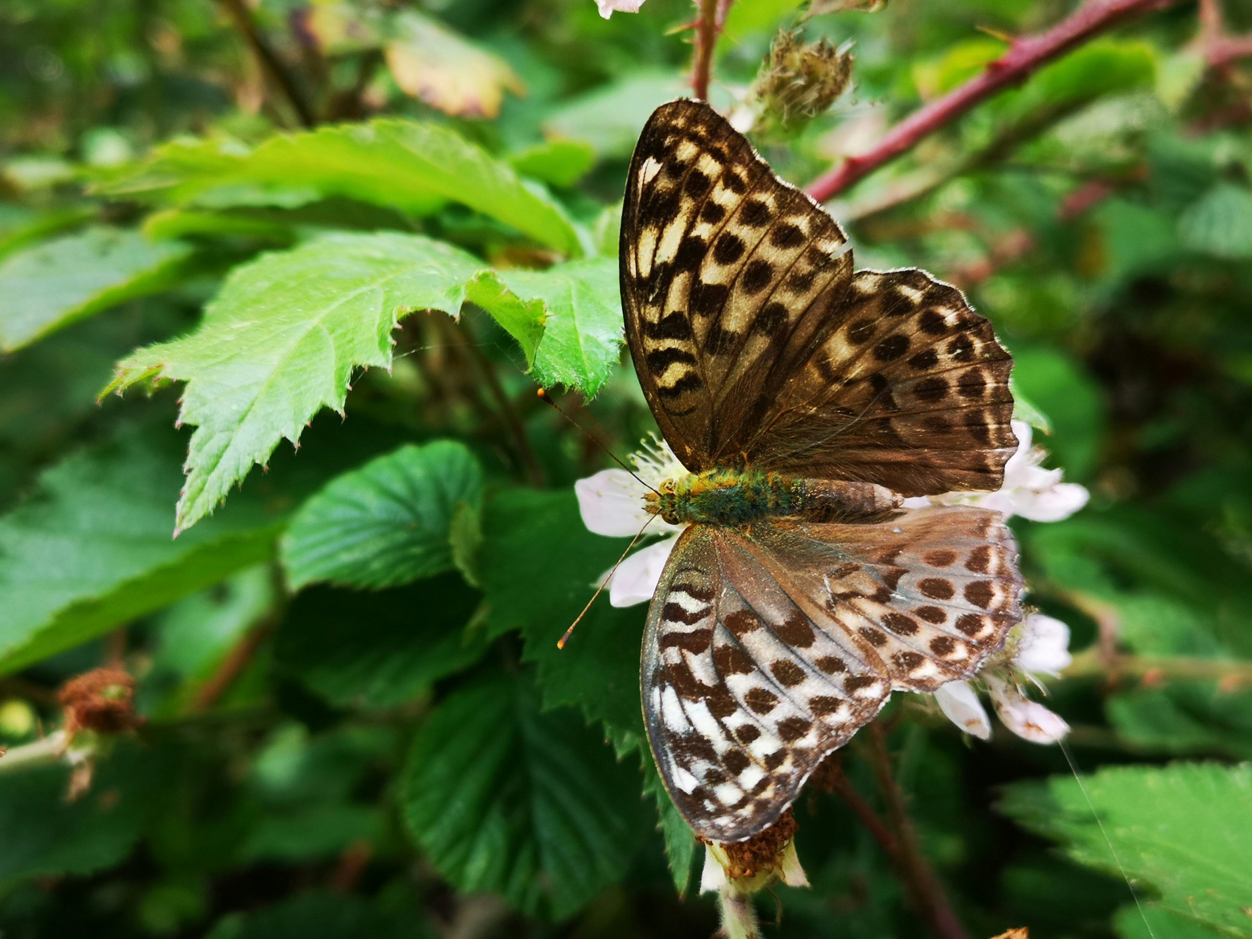 Nationwide butterfly emergency announced in UK