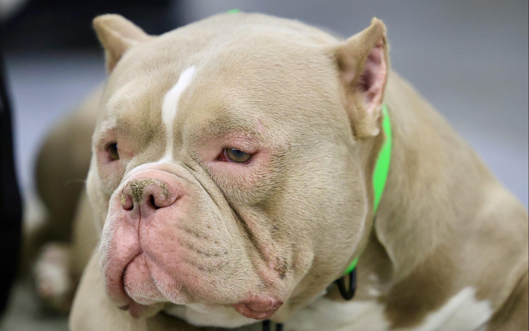 Anti-XL Bully ban campaigners and experts question application